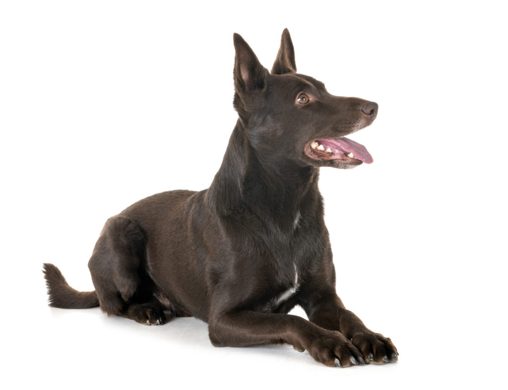 Australian Kelpie - Dog Information - Dogs.co.uk