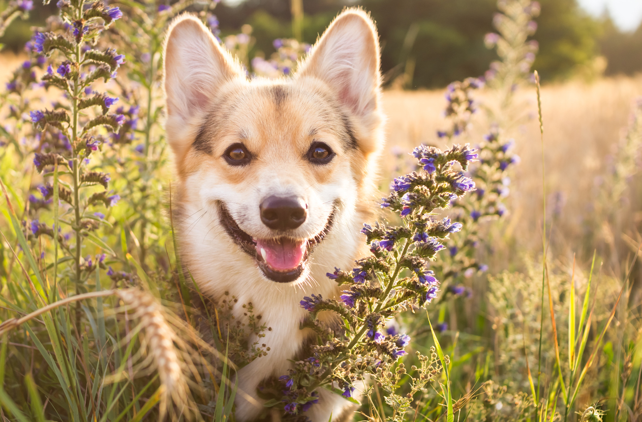 Marcel le Corgi the Famous Jet Setting Dog - Dogs.co.uk