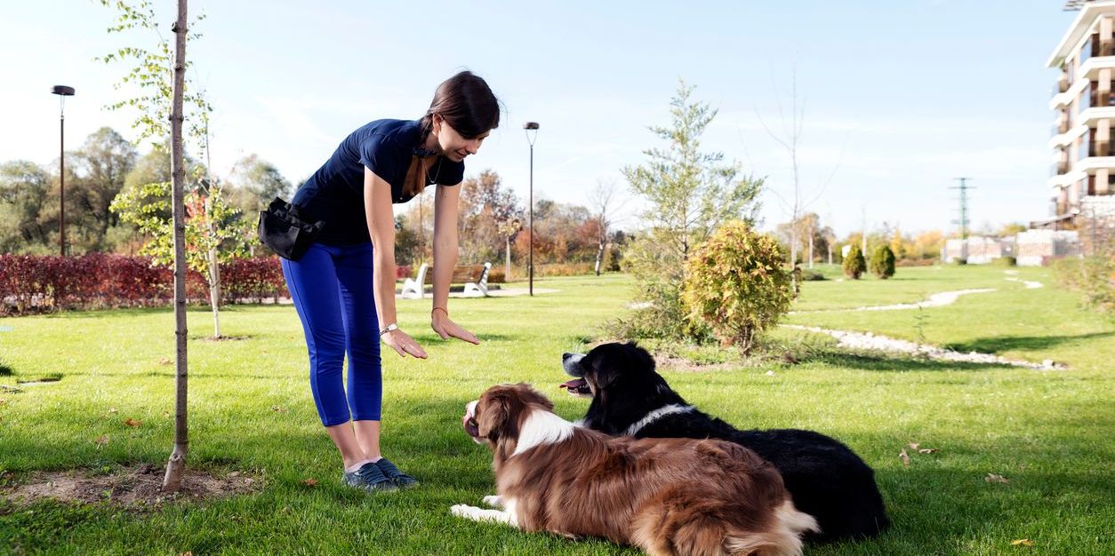 Dog Training - Find a Dog Trainer Near You - Dogs.co.uk